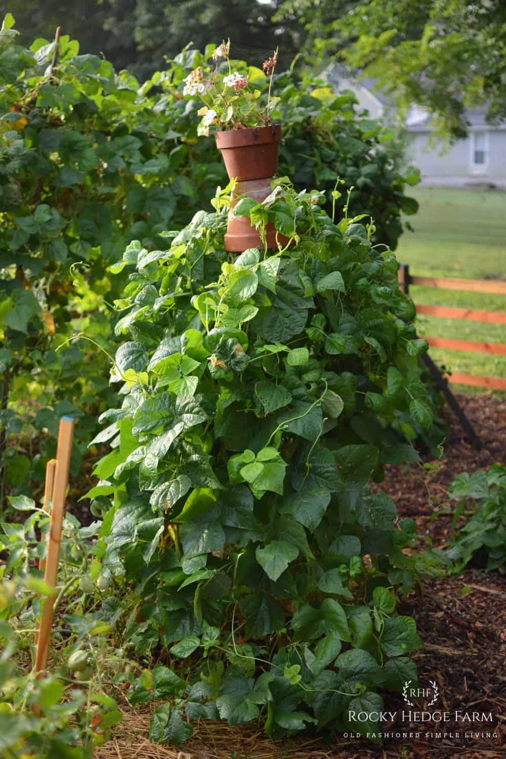 Creating a Beautiful Vegetable Garden - Rocky Hedge Farm