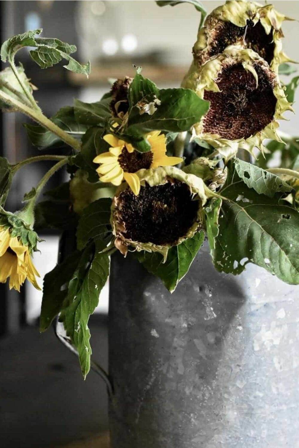 Easy Tips on How to Dry Sunflowers - Rocky Hedge Farm