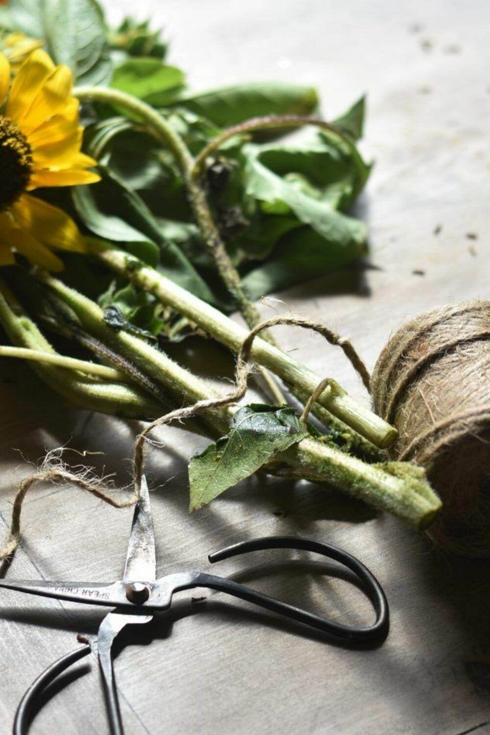 Easy Tips on How to Dry Sunflowers - Rocky Hedge Farm