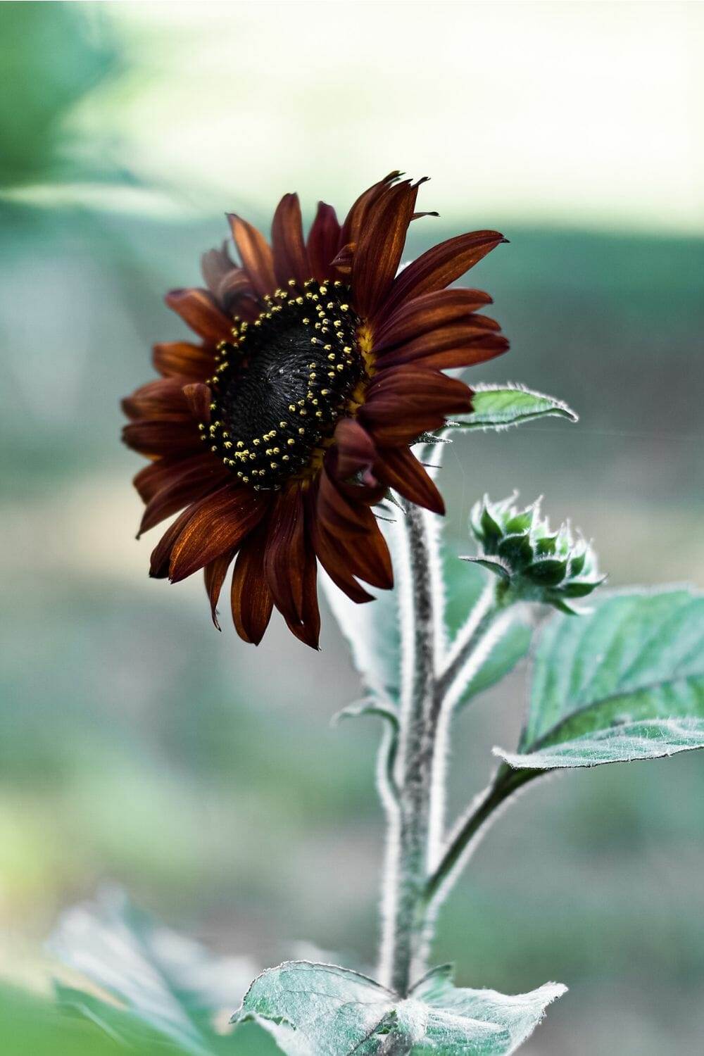 Easy Tips on How to Dry Sunflowers - Rocky Hedge Farm