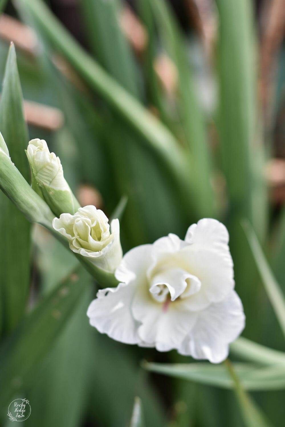 Planting Gladiolus Bulbs: How to Plant and Grow - Rocky Hedge Farm