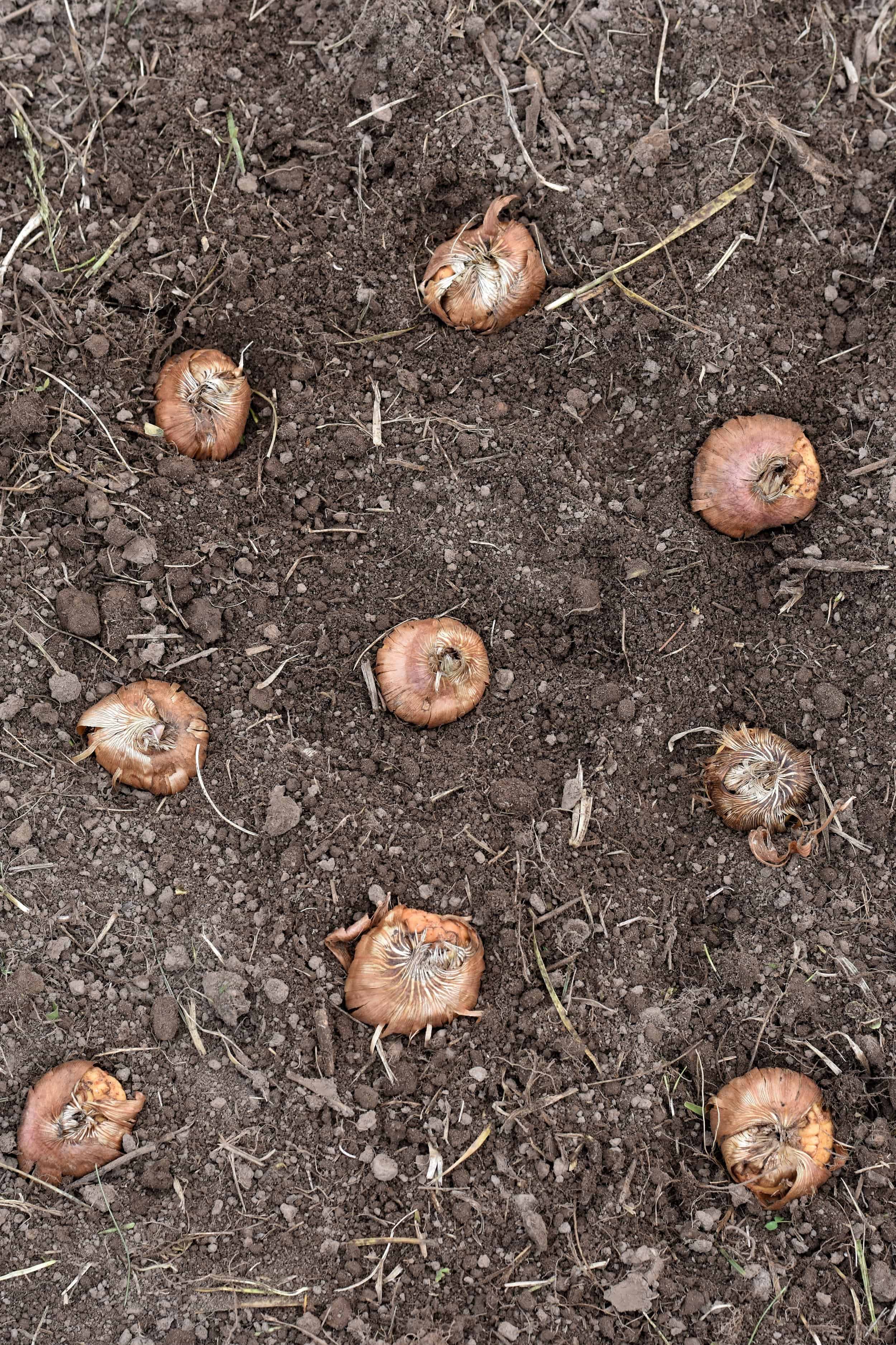 How To Plant Gladiolus Corms Rocky Hedge Farm How To Plant Gladiolus Corms Rocky Hedge Farm