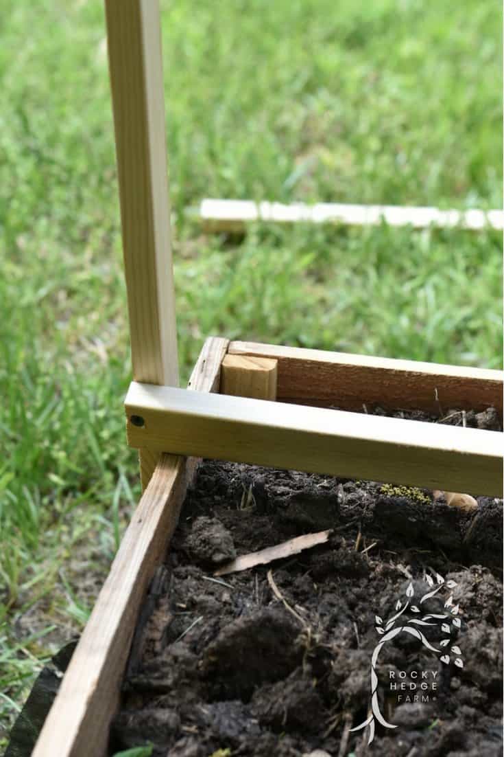 DIY String Trellis for Tomatoes: Boost Growth & Save Space. - Rocky ...