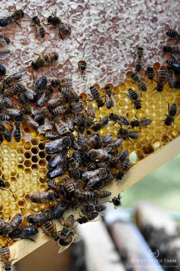 Common Backyard Beekeeping Terms - Rocky Hedge Farm