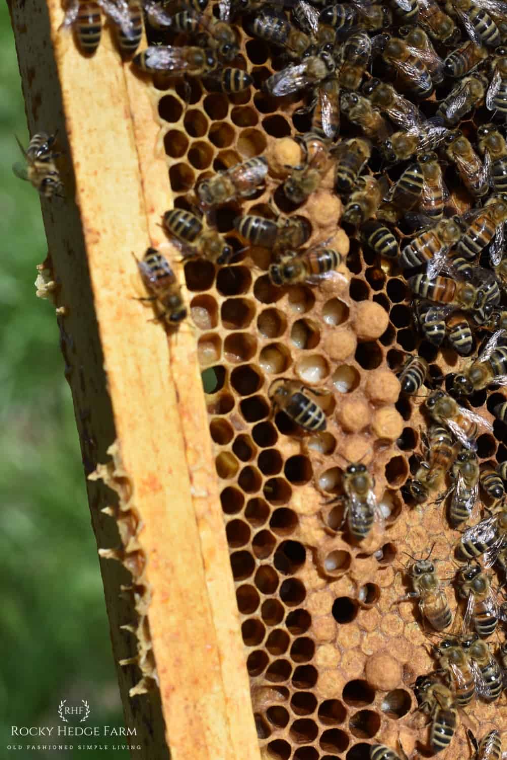 Common Backyard Beekeeping Terms - Rocky Hedge Farm