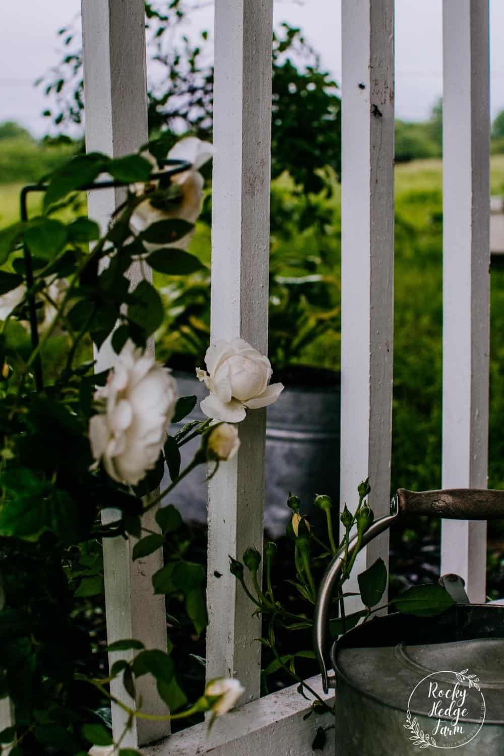 Planting Bare Root Roses - Rocky Hedge Farm