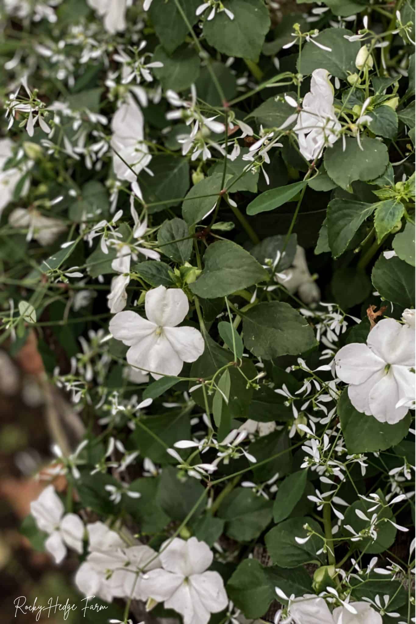 The Ultimate Guide to Planting Impatiens - Rocky Hedge Farm