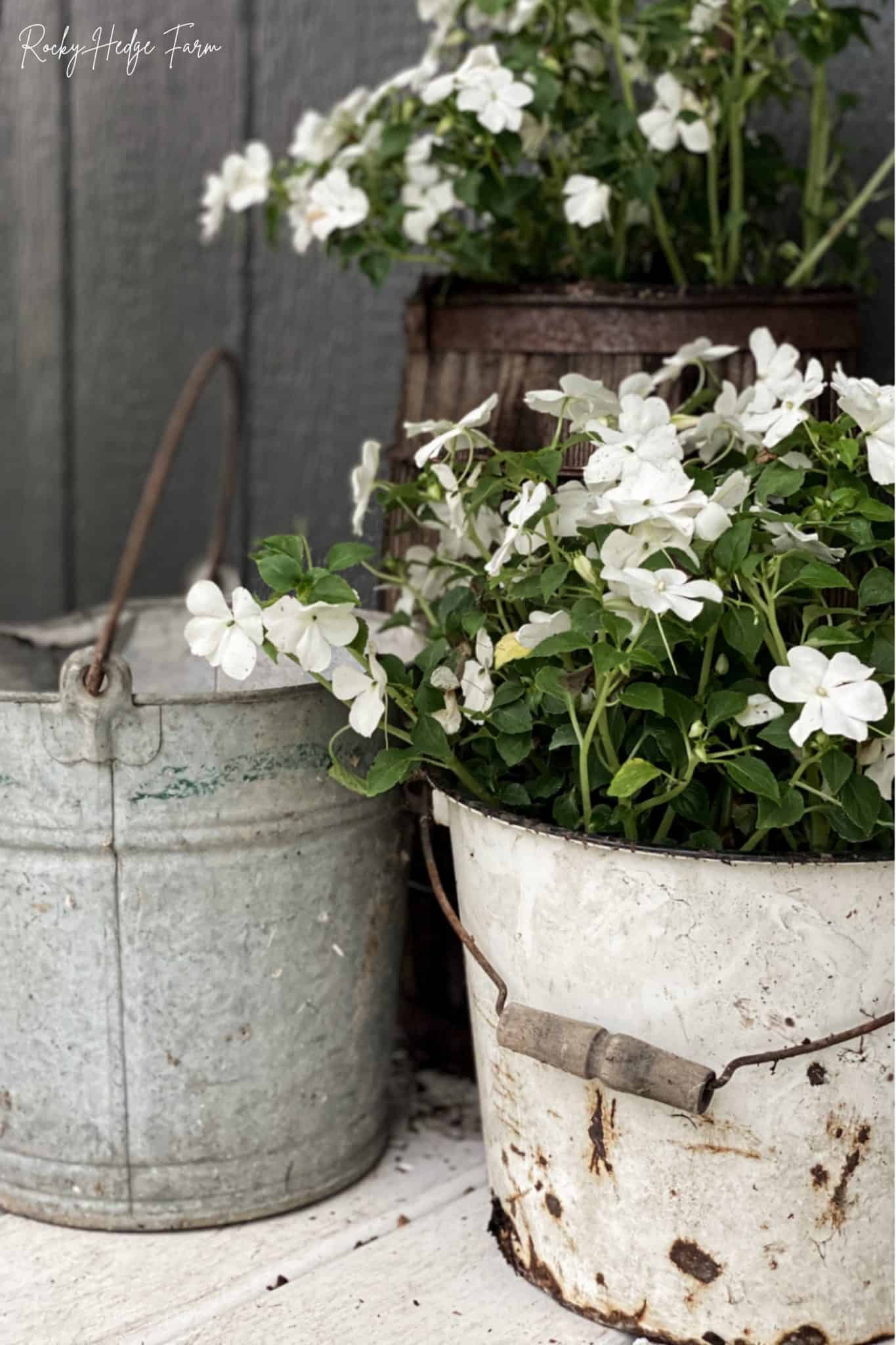 The Ultimate Guide to Planting Impatiens - Rocky Hedge Farm
