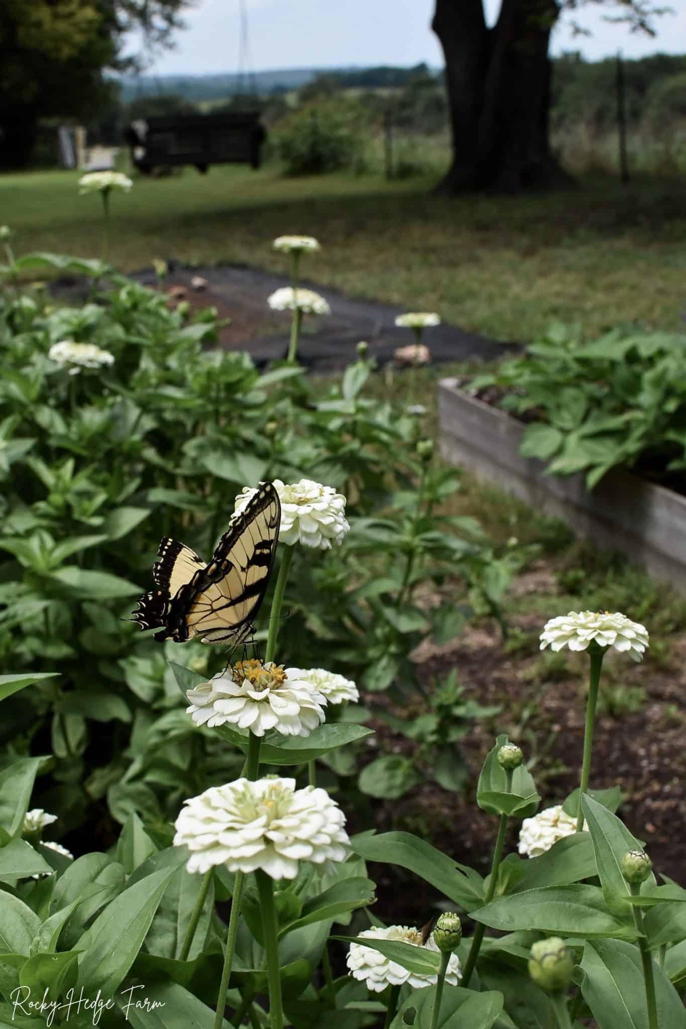 The Ultimate Guide to Planting Zinnias: Tips and Tricks - Rocky Hedge Farm