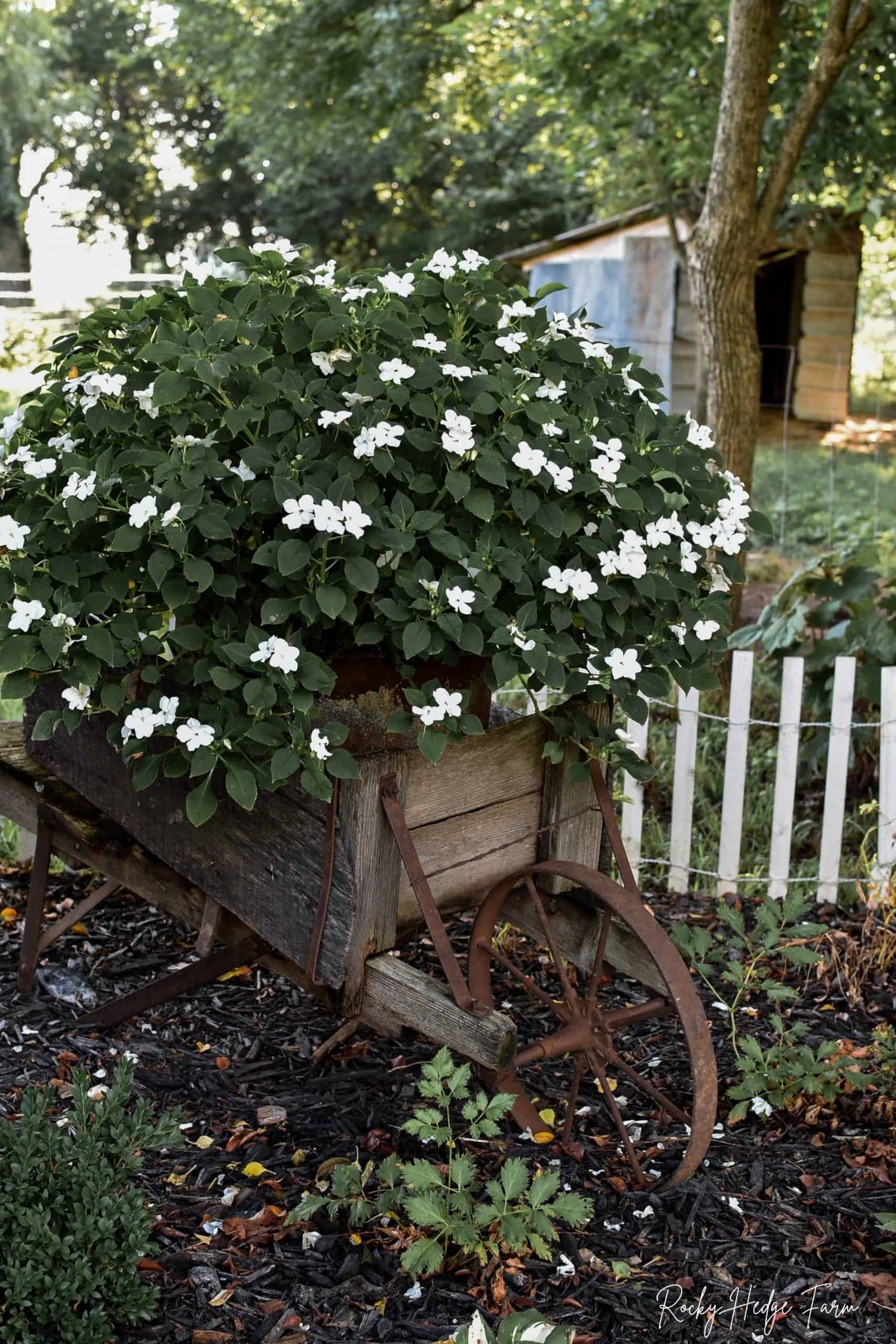 The Ultimate Guide to Planting Impatiens - Rocky Hedge Farm
