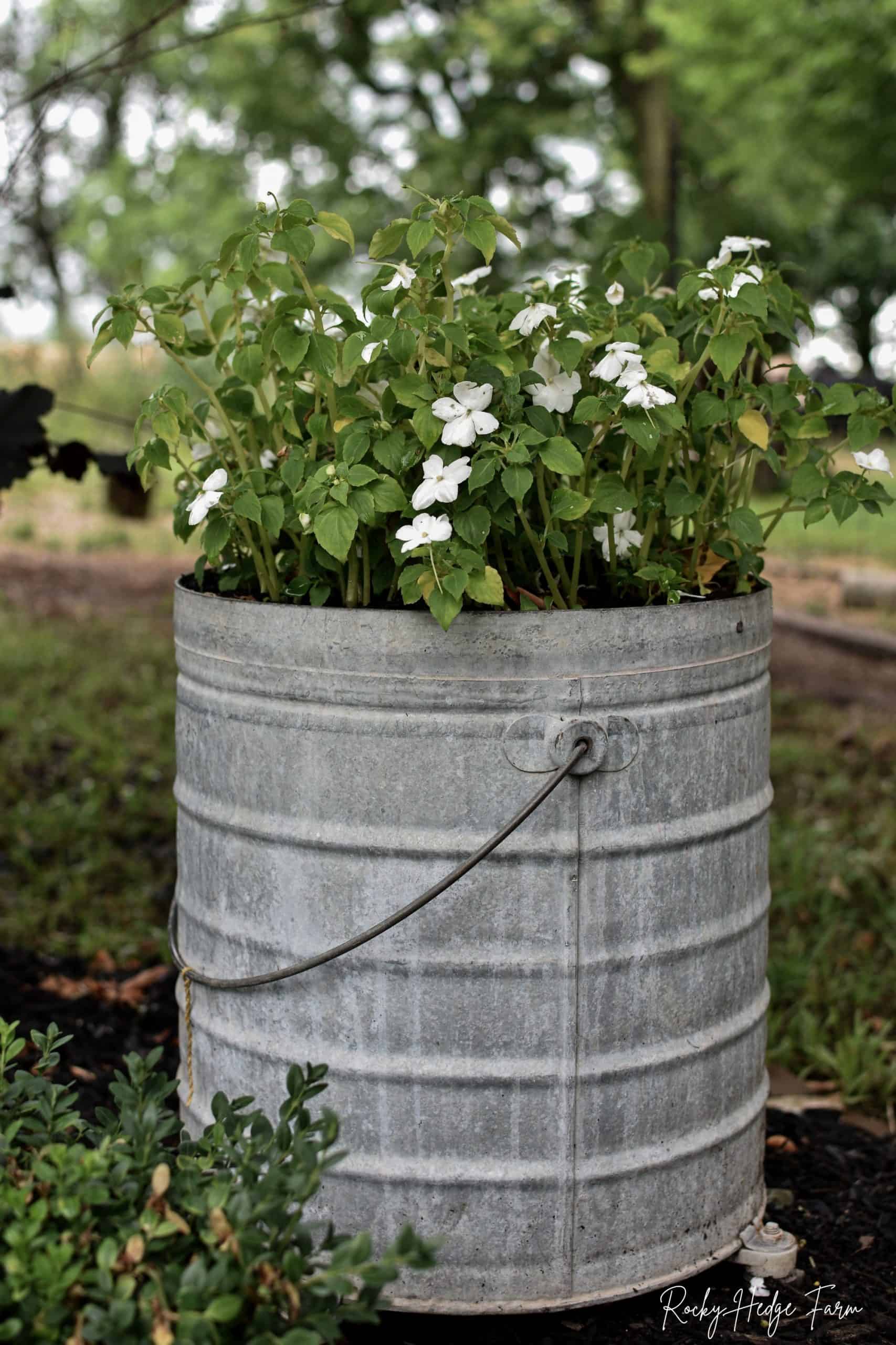 The Ultimate Guide to Planting Impatiens - Rocky Hedge Farm