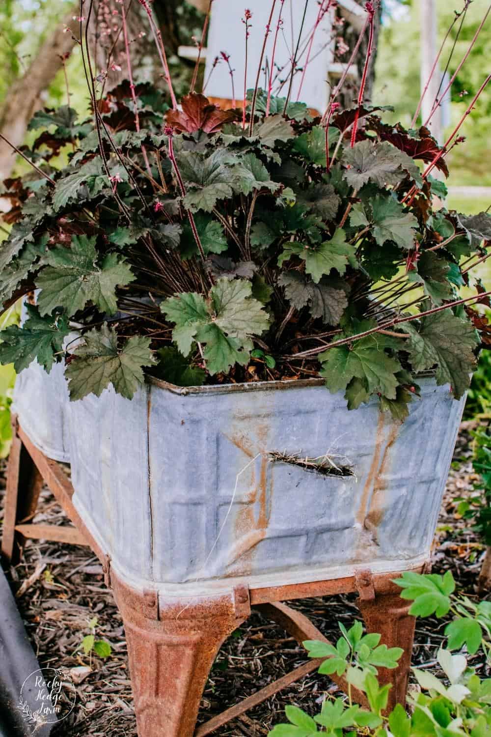 Galvanized Planter Ideas - Rocky Hedge Farm