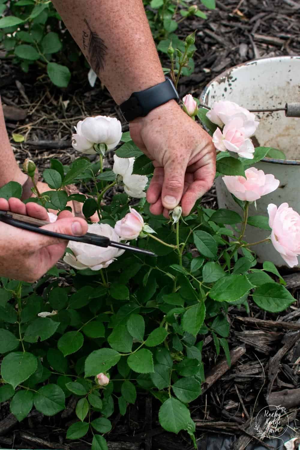 How to Grow a Cut Flower Garden - Rocky Hedge Farm