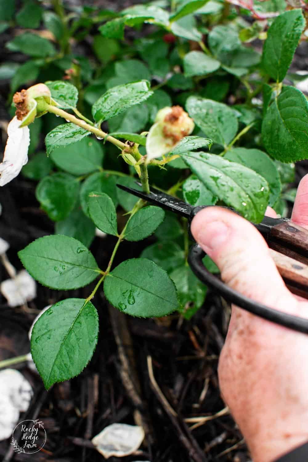 How to Deadhead Roses for more Summer Garden Blooms - Rocky Hedge Farm