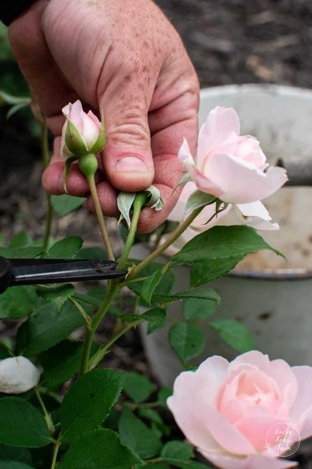 How to Deadhead Roses for more Summer Garden Blooms - Rocky Hedge Farm