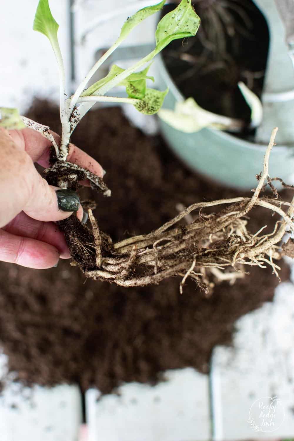 Planting Bare Root Hostas - Rocky Hedge Farm
