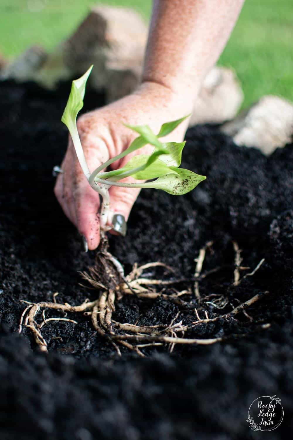 Planting Bare Root Hostas - Rocky Hedge Farm