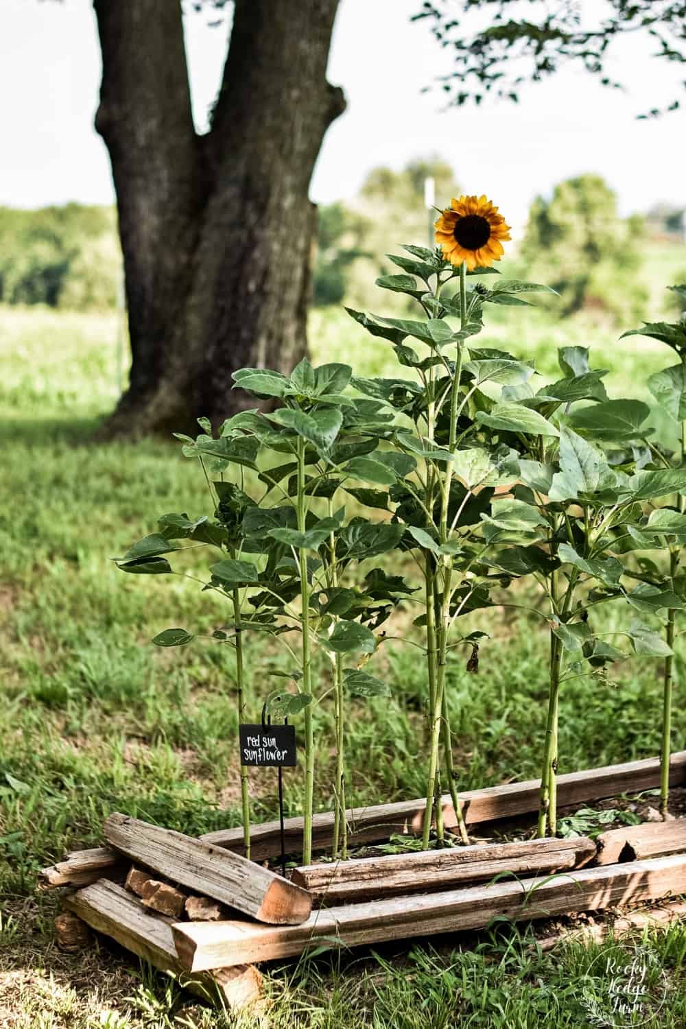 How to Plant Sunflower Seeds - Rocky Hedge Farm