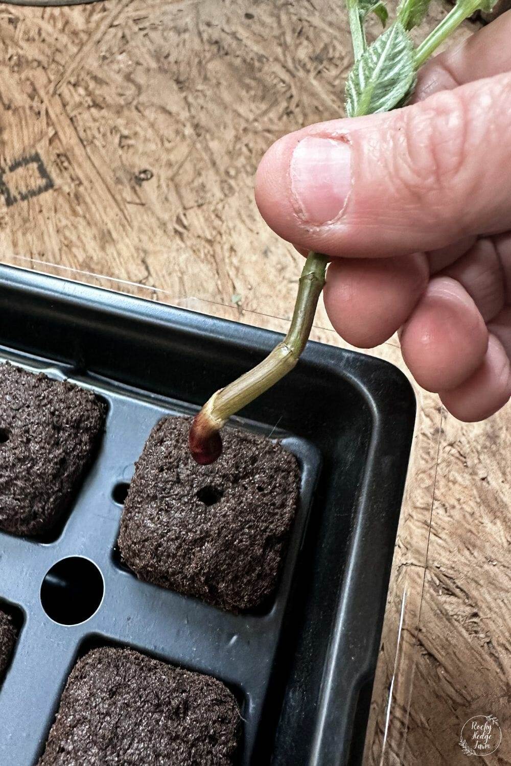 How to Take Dahlia Cuttings for More Tubers and Flowers - Rocky Hedge Farm