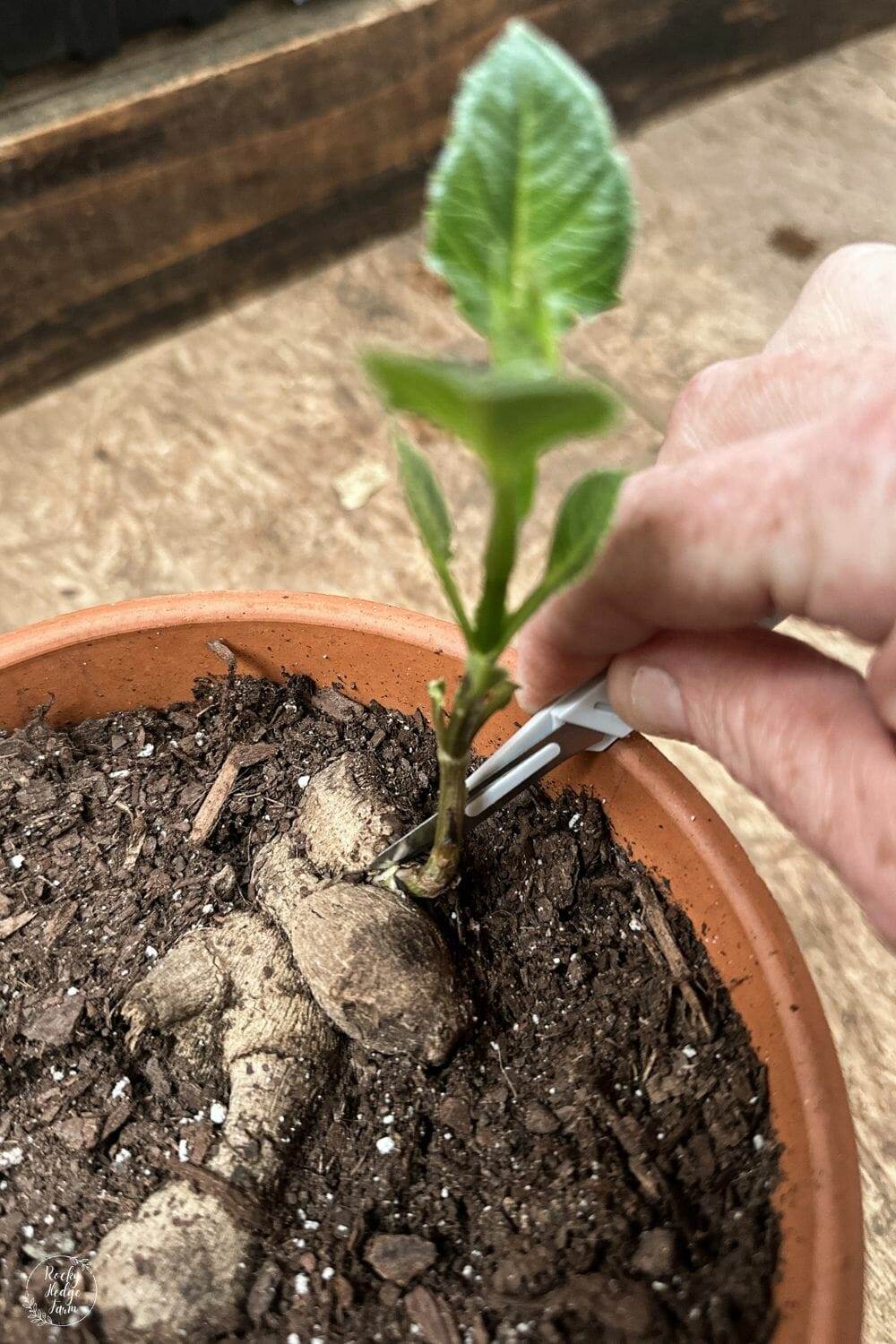 How to Take Dahlia Cuttings for More Tubers and Flowers - Rocky Hedge Farm