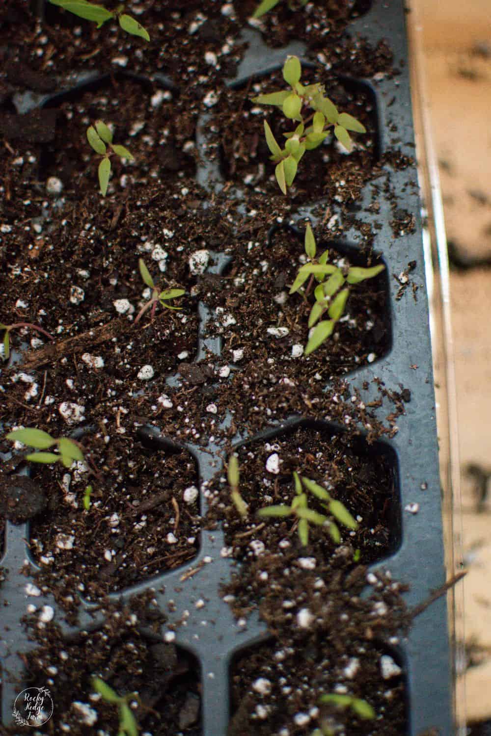 How to Grow Flowers From Seed - Rocky Hedge Farm
